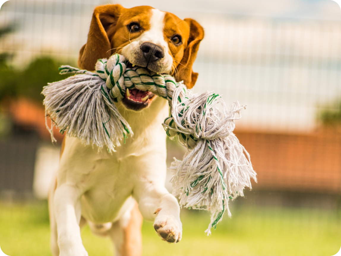 Salmon & Sweet Potato Treats – Mellow Perro, LLC